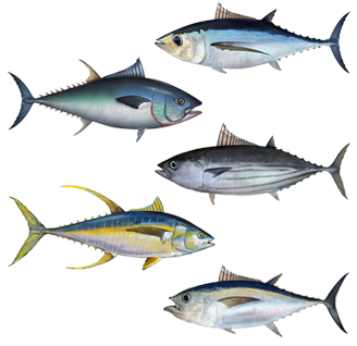 What type of fish is tuna?