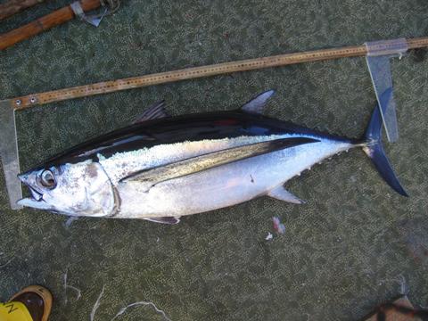 What type of fish is white tuna?