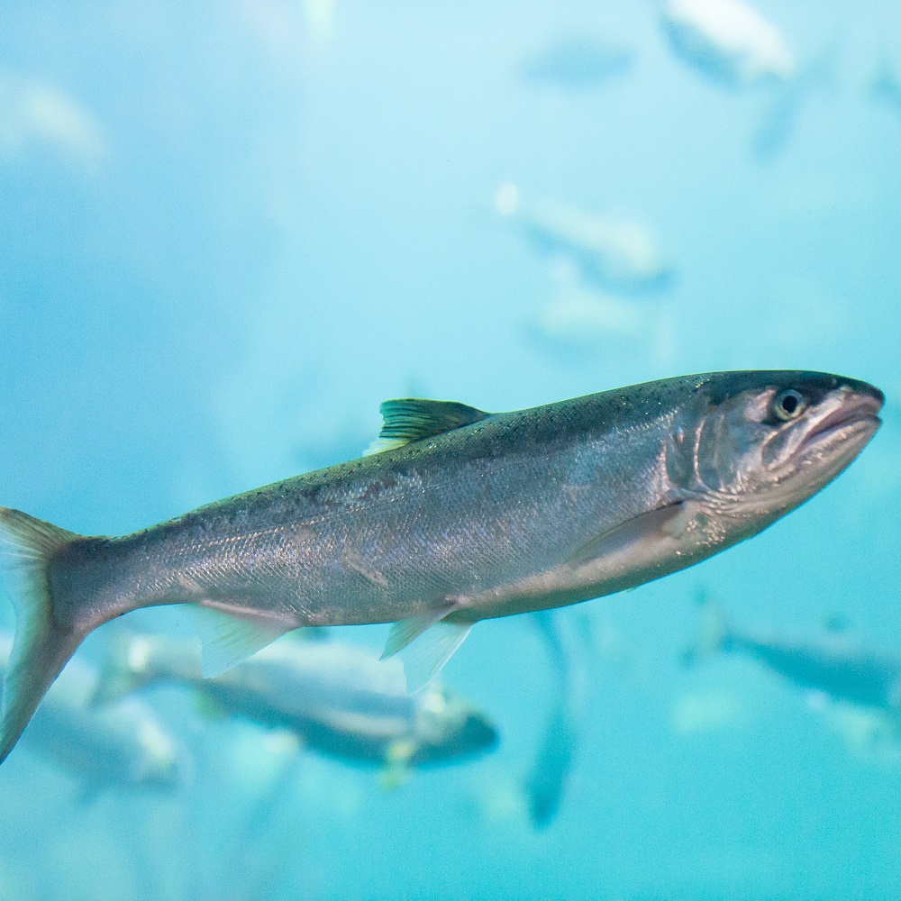 What type of fish live in the Puget Sound?