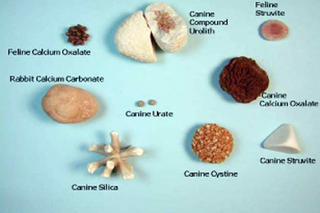 What type of food causes bladder stones in dogs?