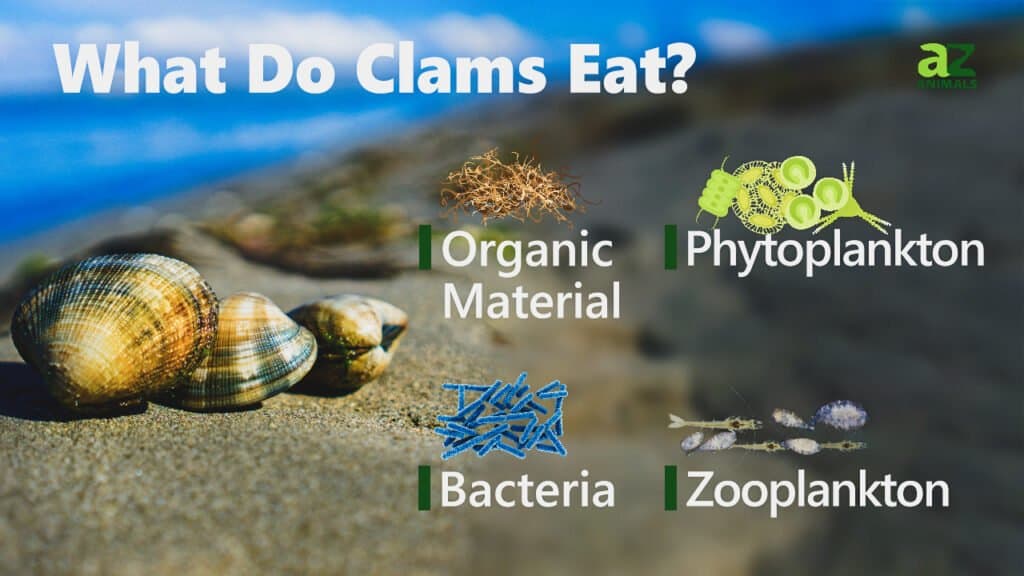 What type of food do clams eat?