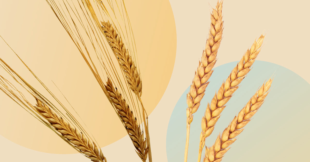 What type of grain is barley?