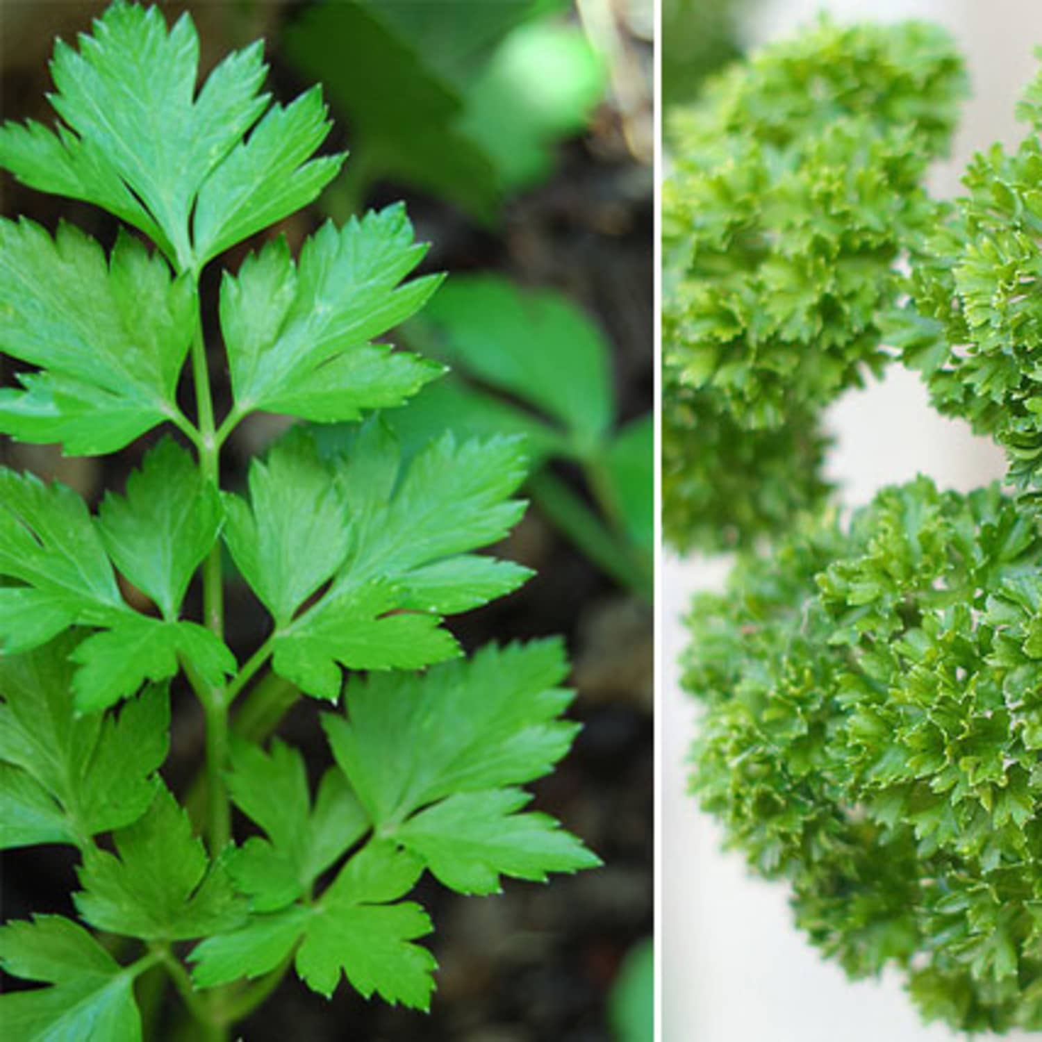 What type of leaf is parsley?