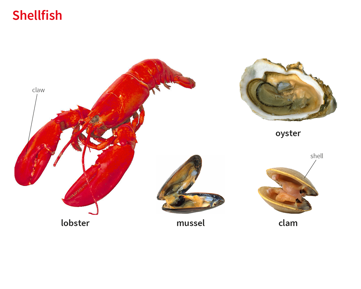 what-type-of-noun-is-lobster-2022-qaqooking-wiki