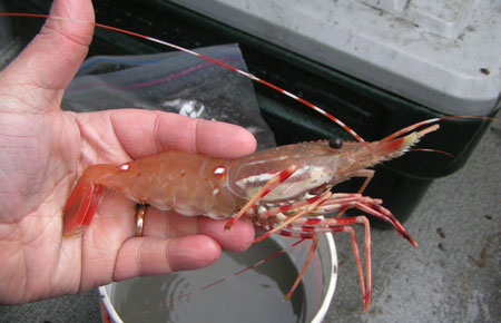 What type of shrimp are in Alaska?