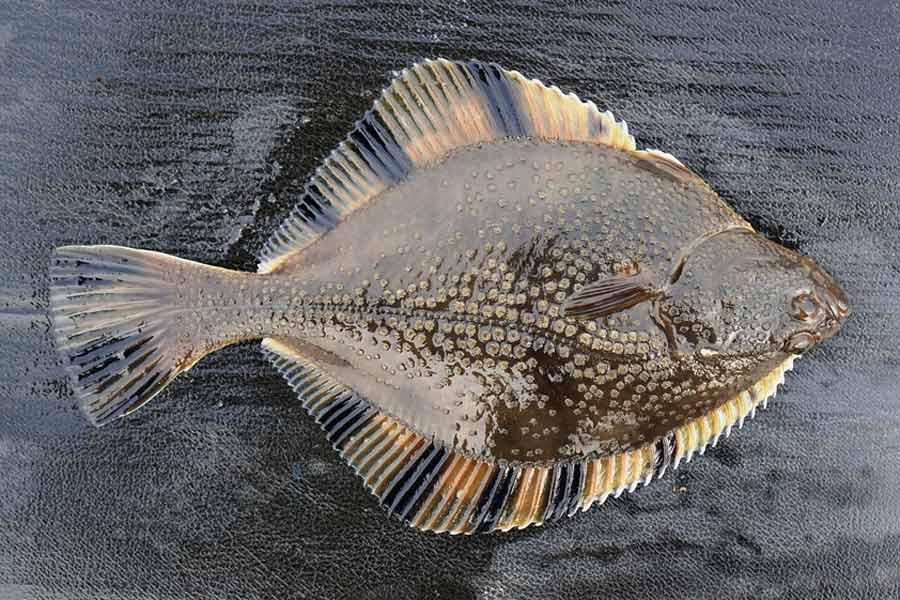 What type of water do flounder live in?
