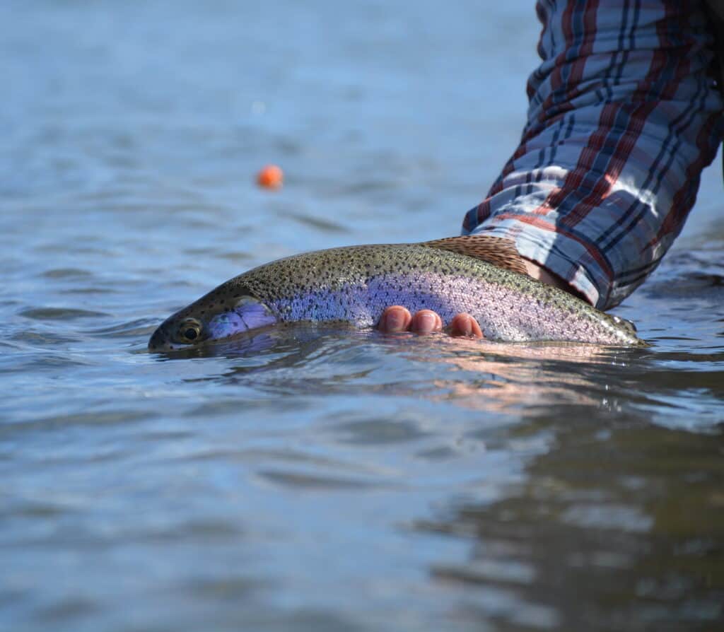 What types of fish are in the Yakima River?