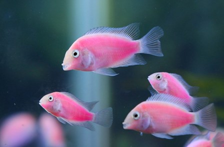 What types of fish are pink?