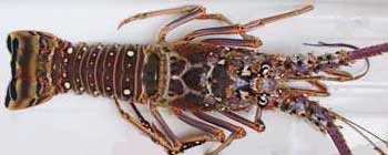What types of lobster are in Florida?