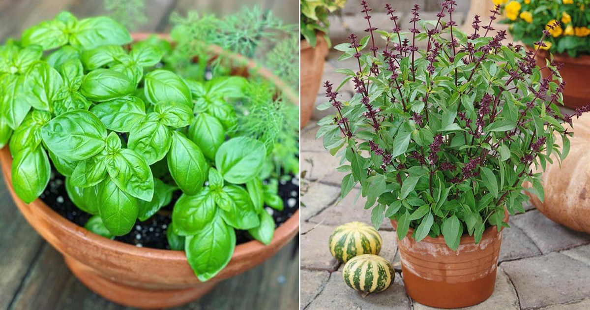What variety of basil is the sweetest?
