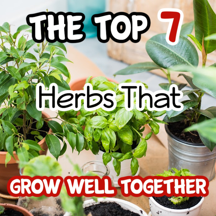 What vegetables and herbs grow well together in containers?