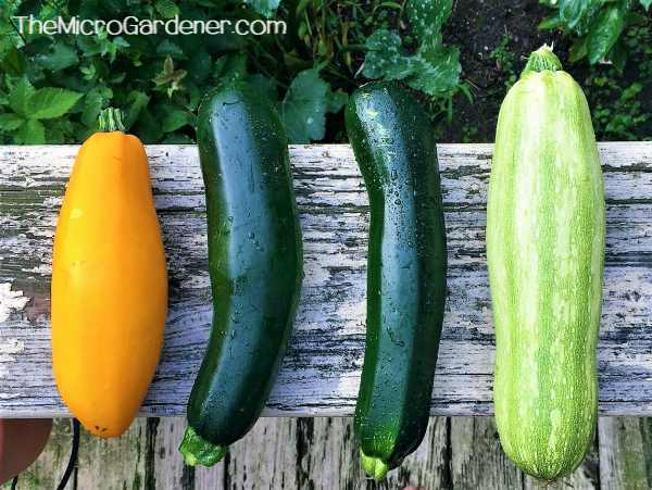 What vegetables are in the zucchini family?