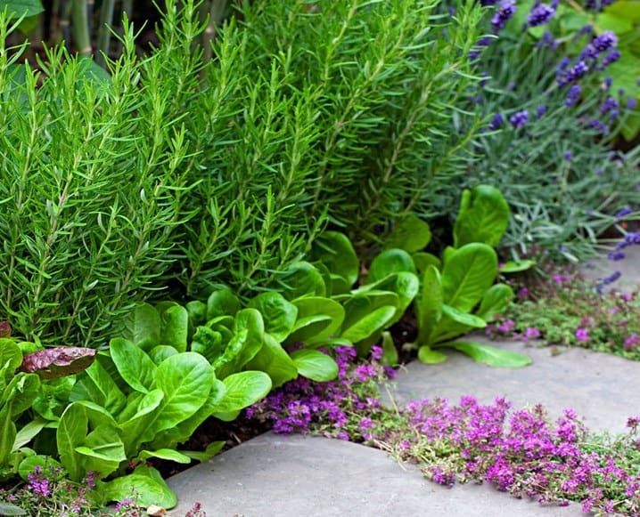 What vegetables grow well with rosemary?