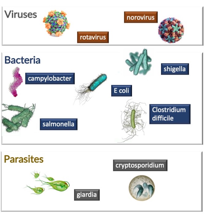 What viruses cause loose stools?