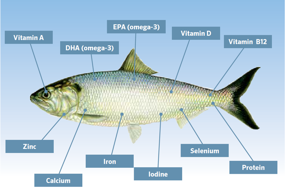 What vitamins are found in fish?