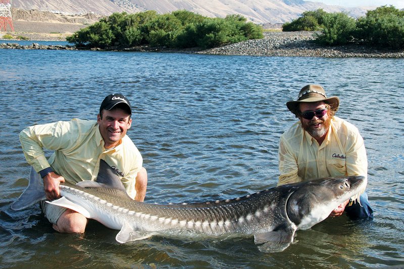 What was the biggest sturgeon caught in the Columbia River?