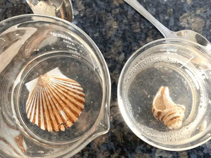 What was the seashell experiment?