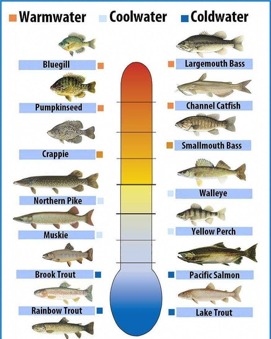 What water temp are bass most active?