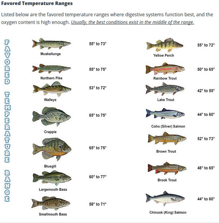 What water temperature are fish most active?