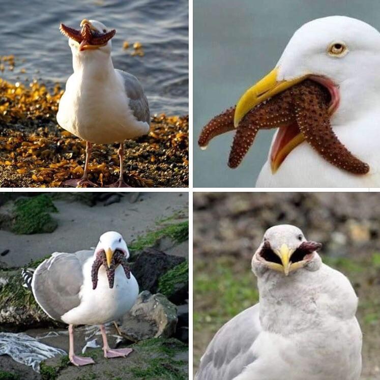 What will eat seagulls?