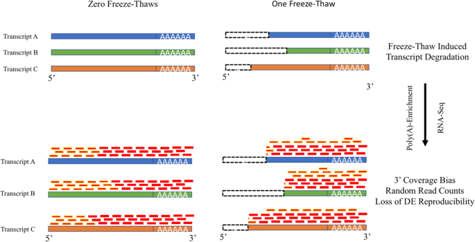 What will happen if cells undergo multiple freeze and thaw cycles?