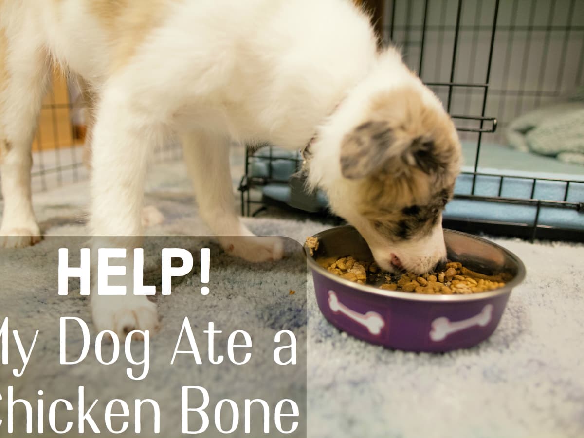 What will the vet do if my dog ate chicken bones?