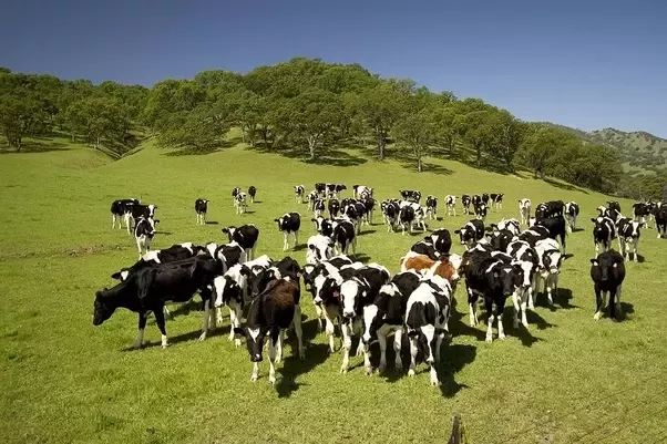 What would happen if all cows went extinct?