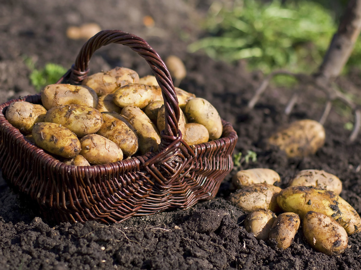 What year did a disease destroy the potato crop?