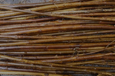 What's another name for a willow twig?