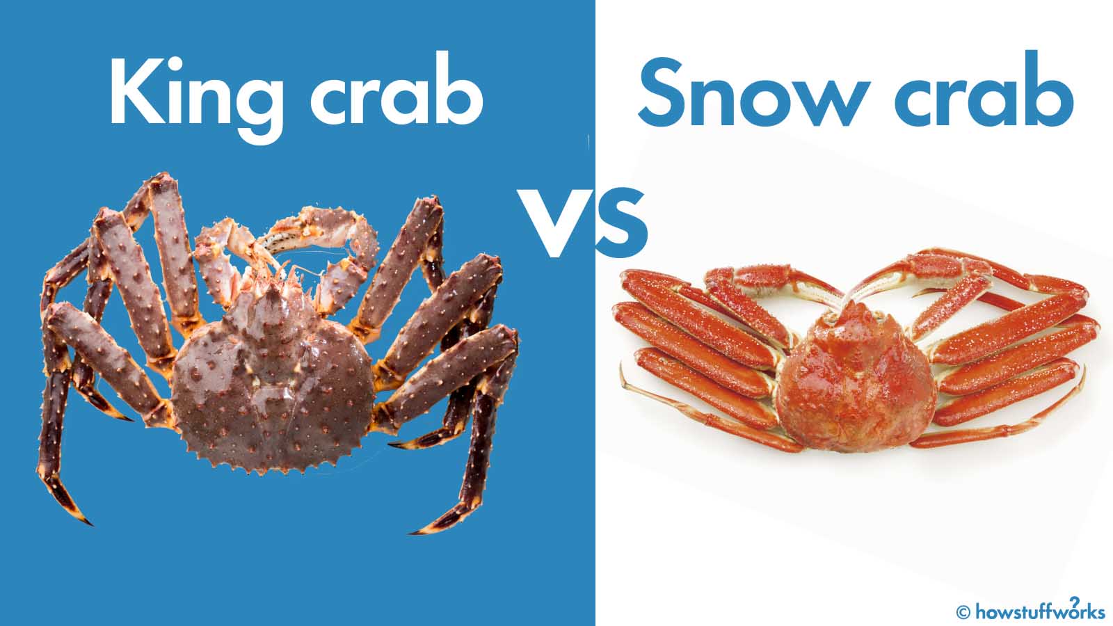 What's bigger king crab or snow crab?