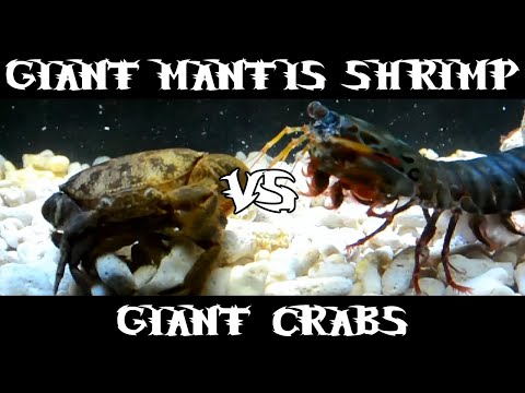 What's healthier shrimp or crab?