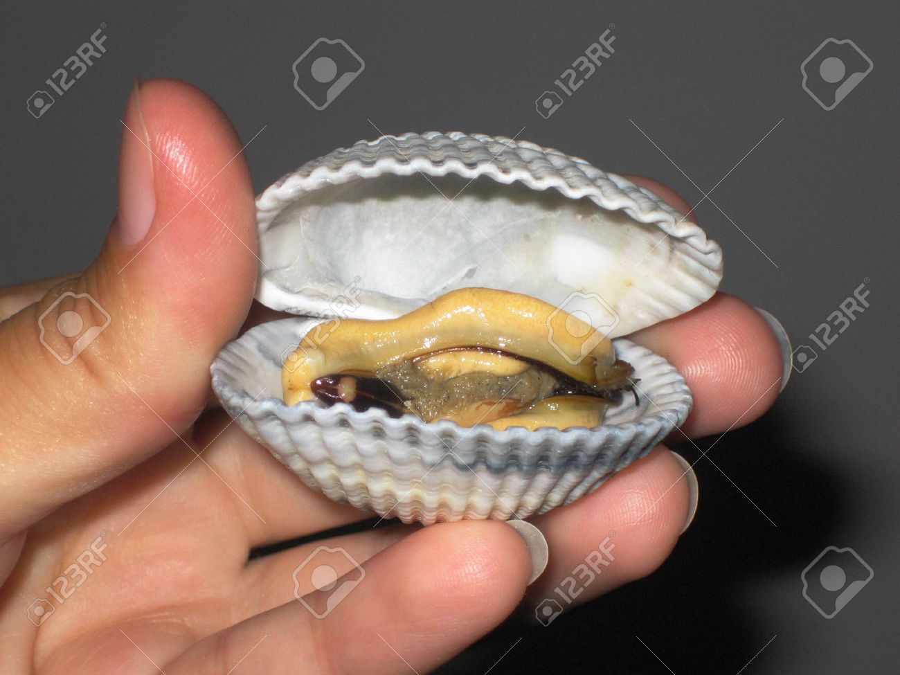 What's inside seashells?