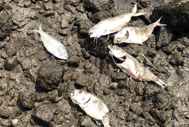 Whats killing all the fish?