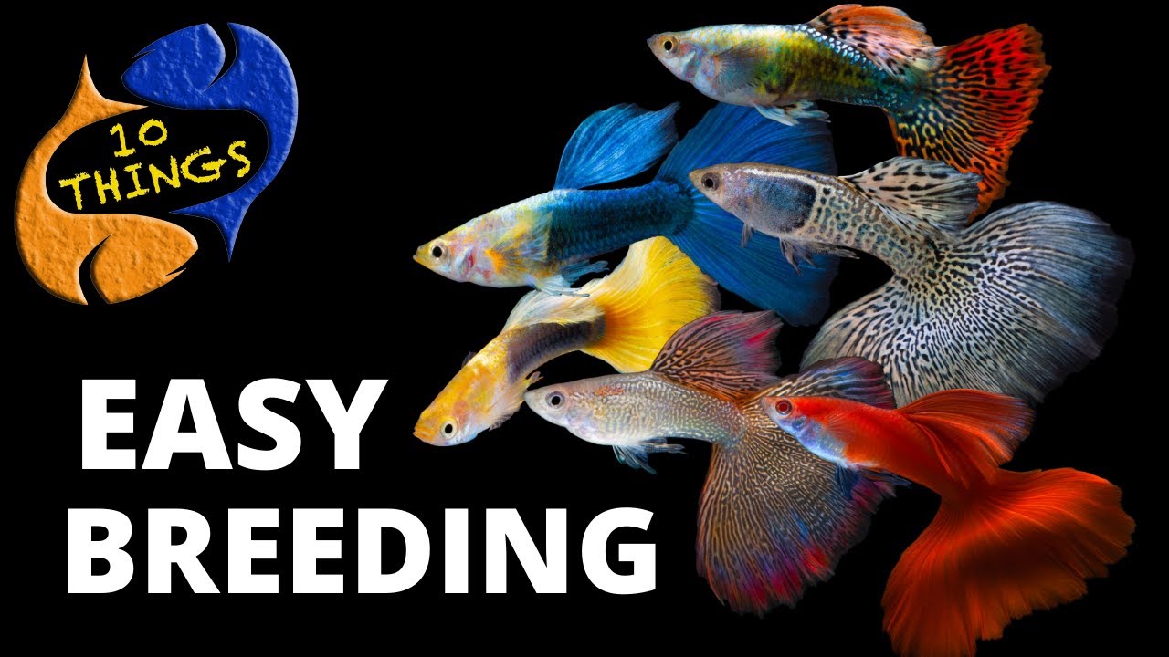 What's the best fish to breed?