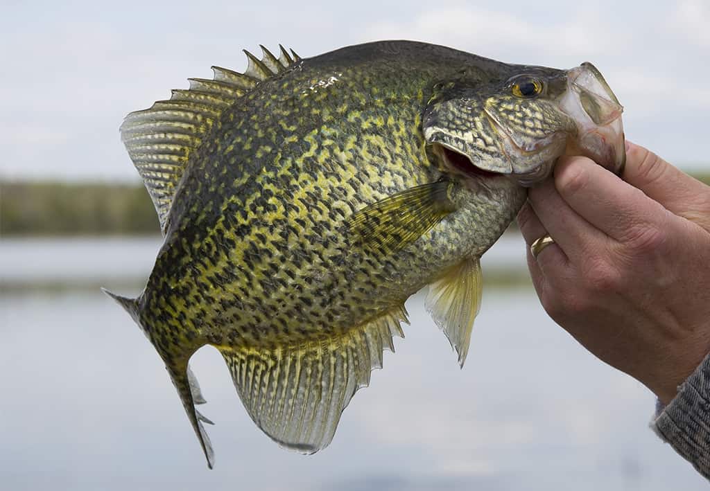 What's the best freshwater fish taste?