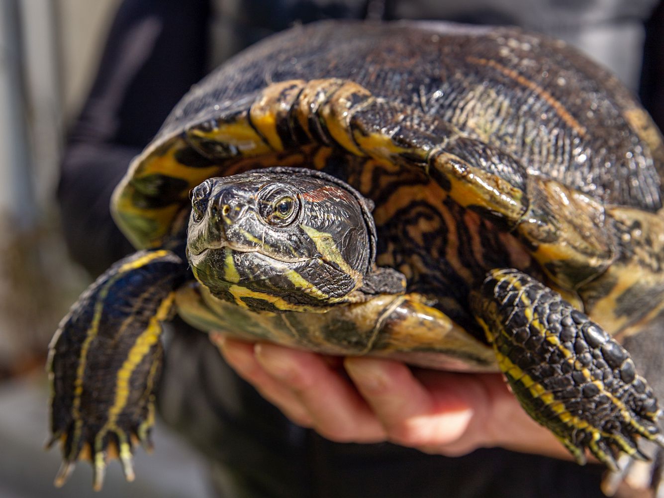 What's the best turtle for a pet?