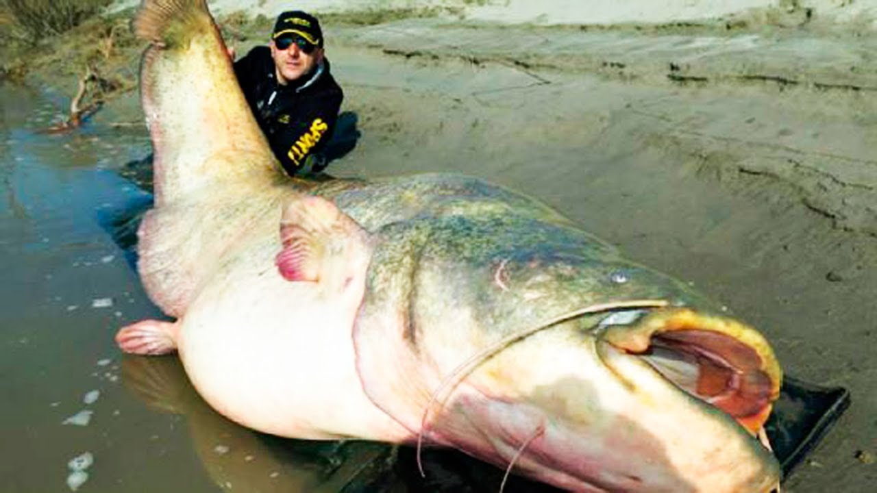 What's the biggest catfish on record?