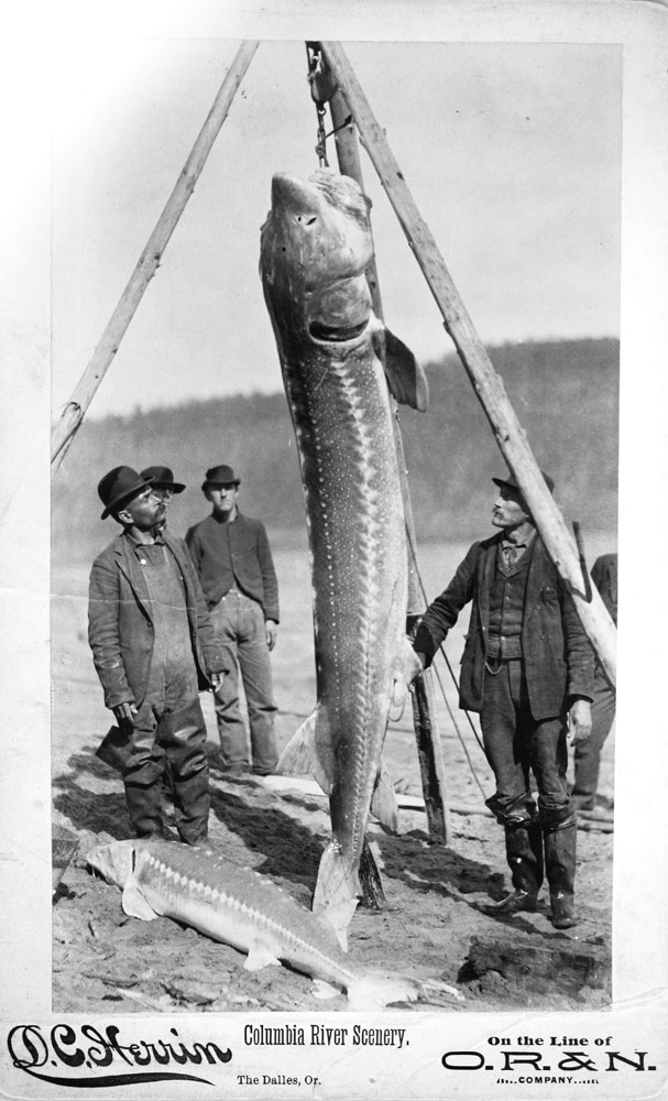 What's the biggest fish caught in the Columbia River?
