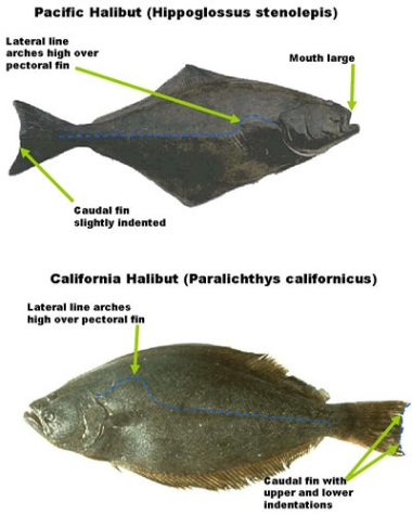 What's the difference between a Pacific halibut and a California halibut?