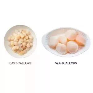 What's the difference between bay scallops and sea scallops?