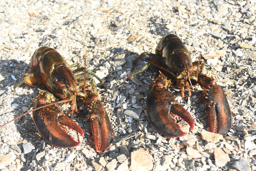 What's the difference between Canadian lobster and Maine lobster?