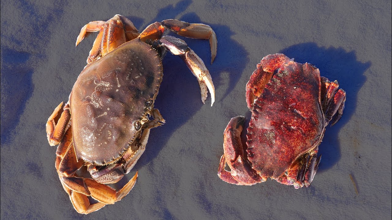 What's the difference between Dungeness crab and Jonah crab?