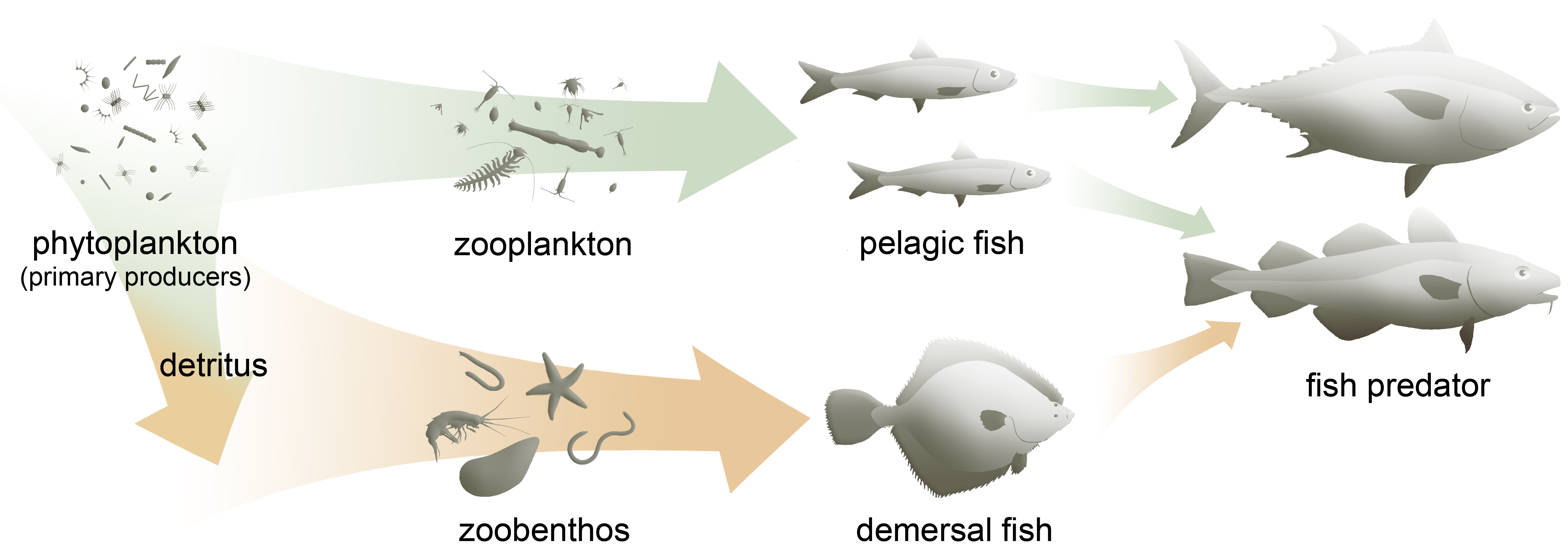 What's the difference between pelagic and demersal fish?