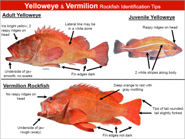 Whats the difference between red snapper and rockfish?