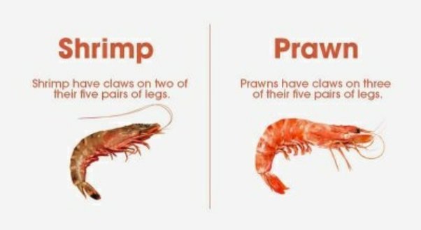 What's the difference between shrimp and fish?