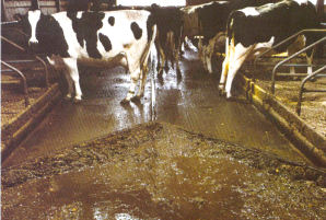 What's the difference between slurry and manure?