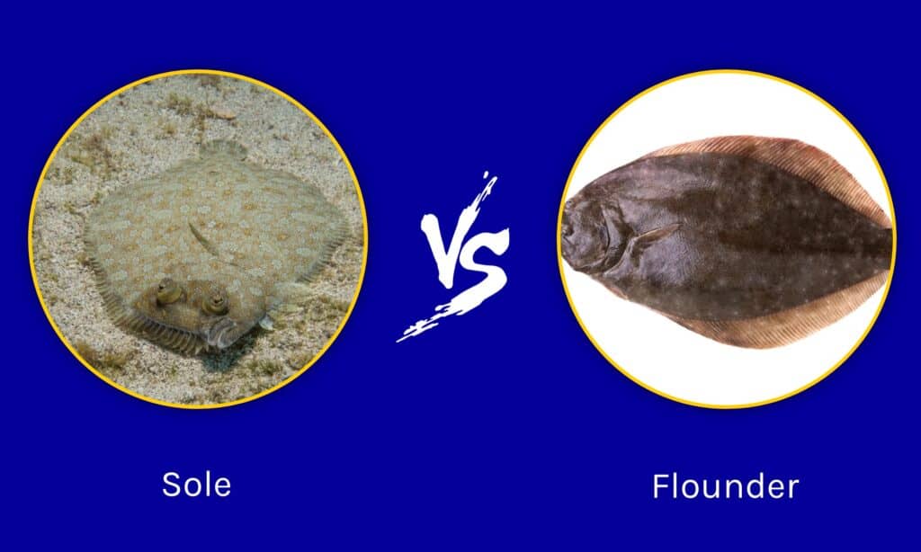 What's the difference between sole and flounder?