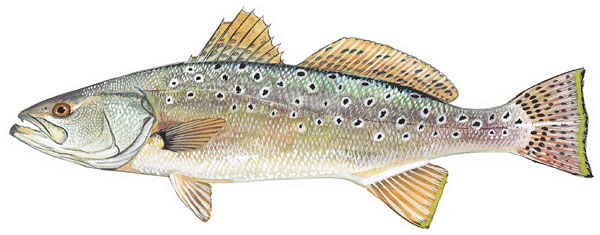 What's the limit on speckled trout in South Carolina?