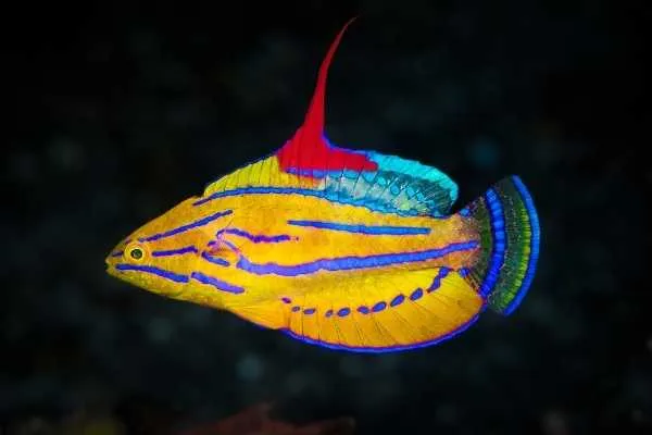 What's the most colorful saltwater fish?