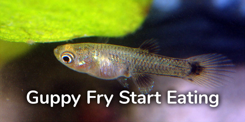 When can I start feeding my baby fry?